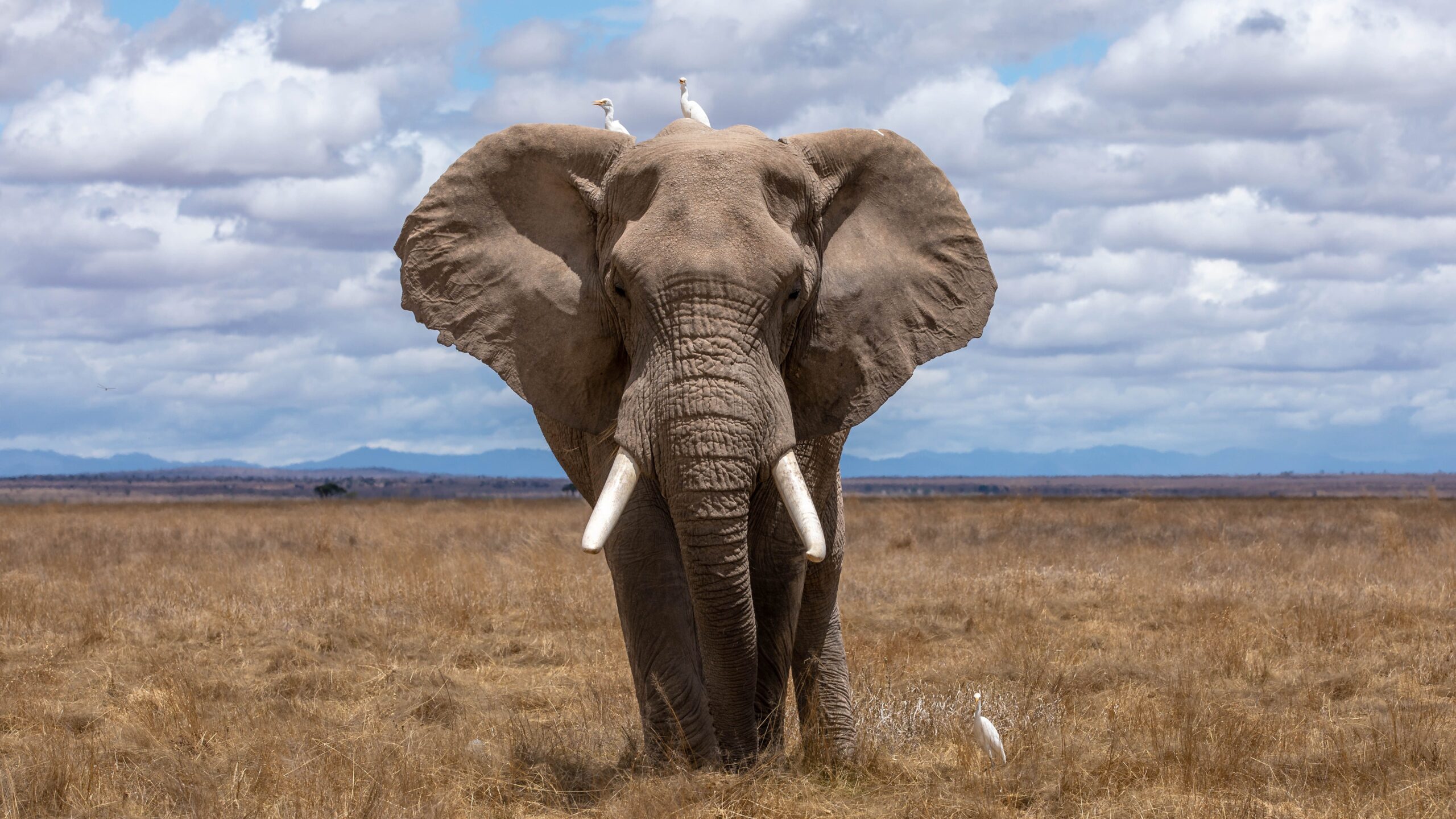 What Can I Legally Do with My Ivory? | Jewelers Vigilance Committee